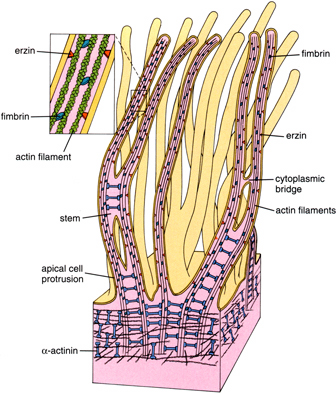 biophysics - Role of microvilli in cell volume regulation - Biology ...